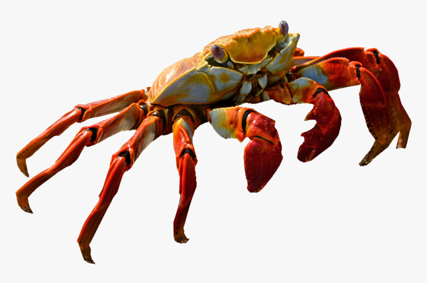 Transparent Background Crab Png, Png Download , Transparent Png Image ...