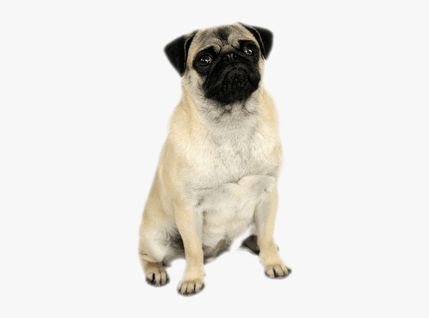Pug Png, Transparent Png , Transparent Png Image - PNGitem