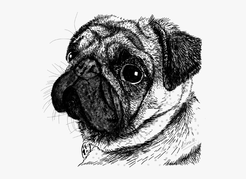 Drawing , Png Download - Pug, Transparent Png , Transparent Png Image ...