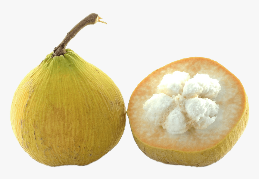 Santol Tree Png - Santol Clipart, Transparent Png , Transparent Png ...