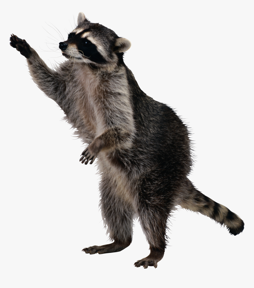 Raccoon Png, Transparent Png , Transparent Png Image - PNGitem