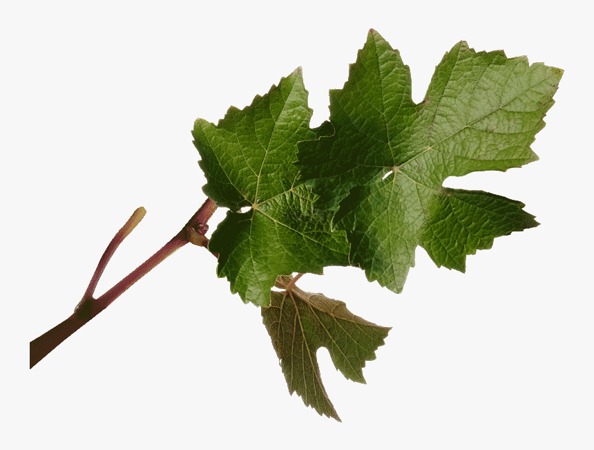 Grape, Hd Png Download , Png Download - Maple Leaf, Transparent Png ...