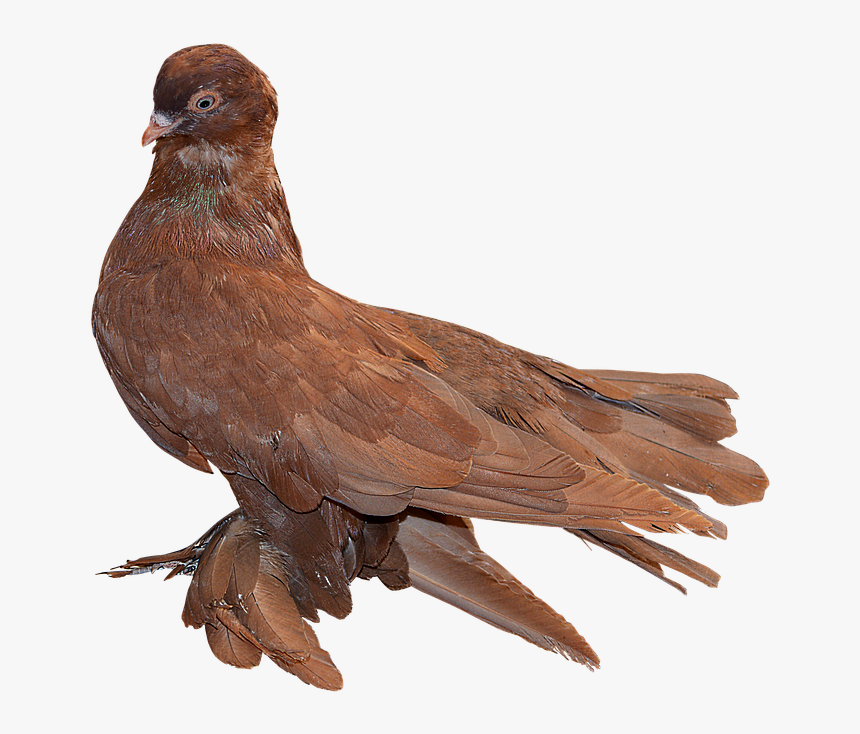 Png Paloma Red Paloma Free Picture - Ave Png, Transparent Png ...