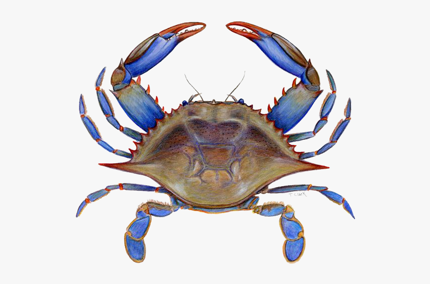 Crab Png Picture - Maryland Blue Crab Clipart, Transparent Png ...