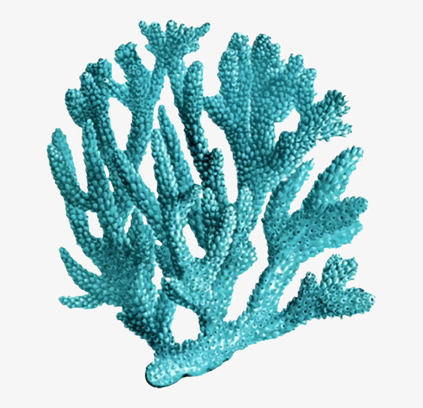 Turquoise,tree,coral - Transparent Coral Reef Png, Png Download ...