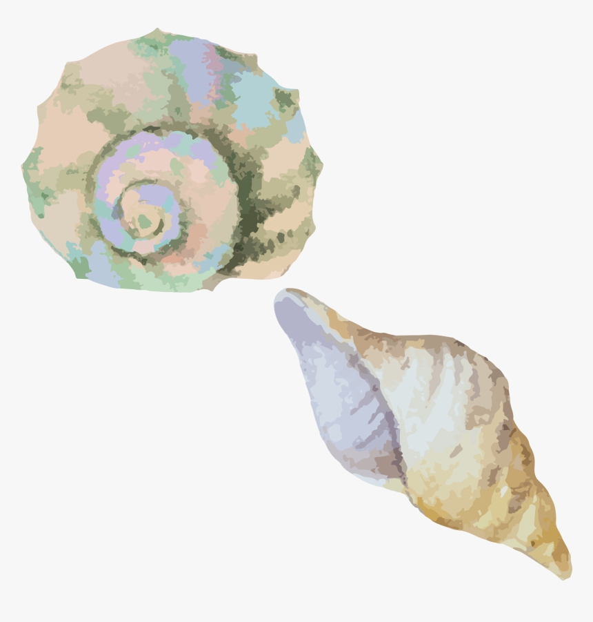 Conch,shell,sea Snail,conch,watercolor - Transparent Watercolor Sea ...