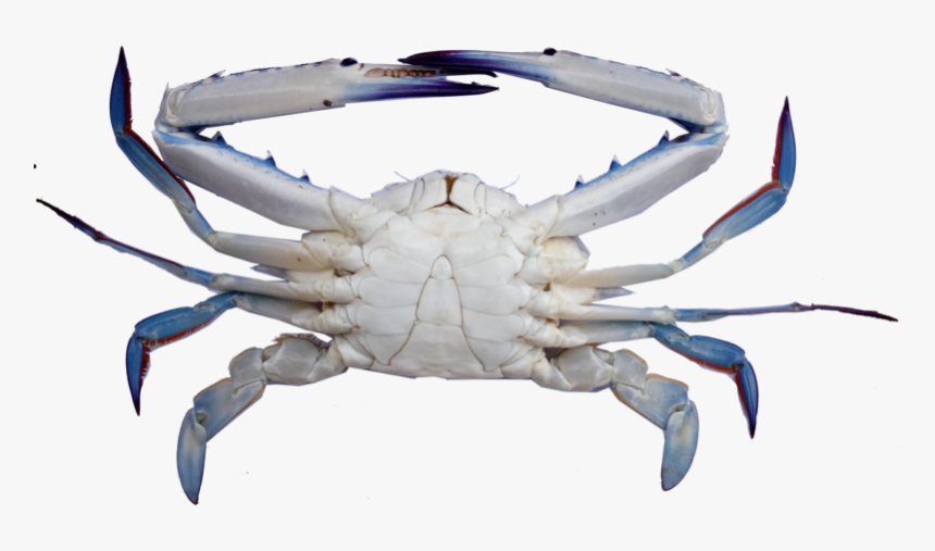 Crab - Blue Swimming Crab Png, Transparent Png , Transparent Png Image ...