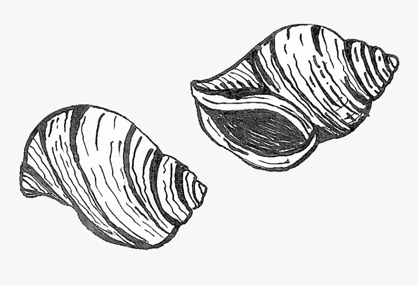 Transparent Purple Shell Png - Sketch, Png Download , Transparent Png ...