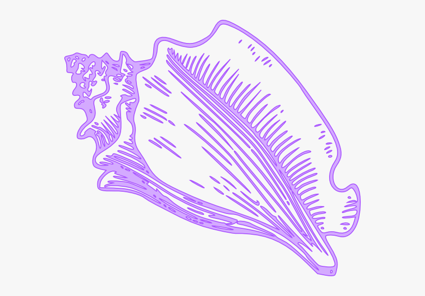 Vector Conch Shell Png, Transparent Png , Transparent Png Image - PNGitem