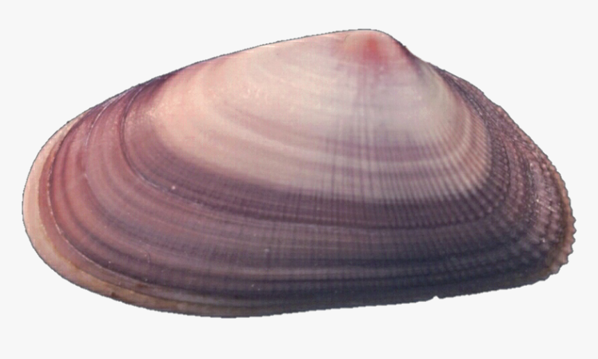 Transparent Purple Shell Png - Baltic Clam, Png Download , Transparent ...