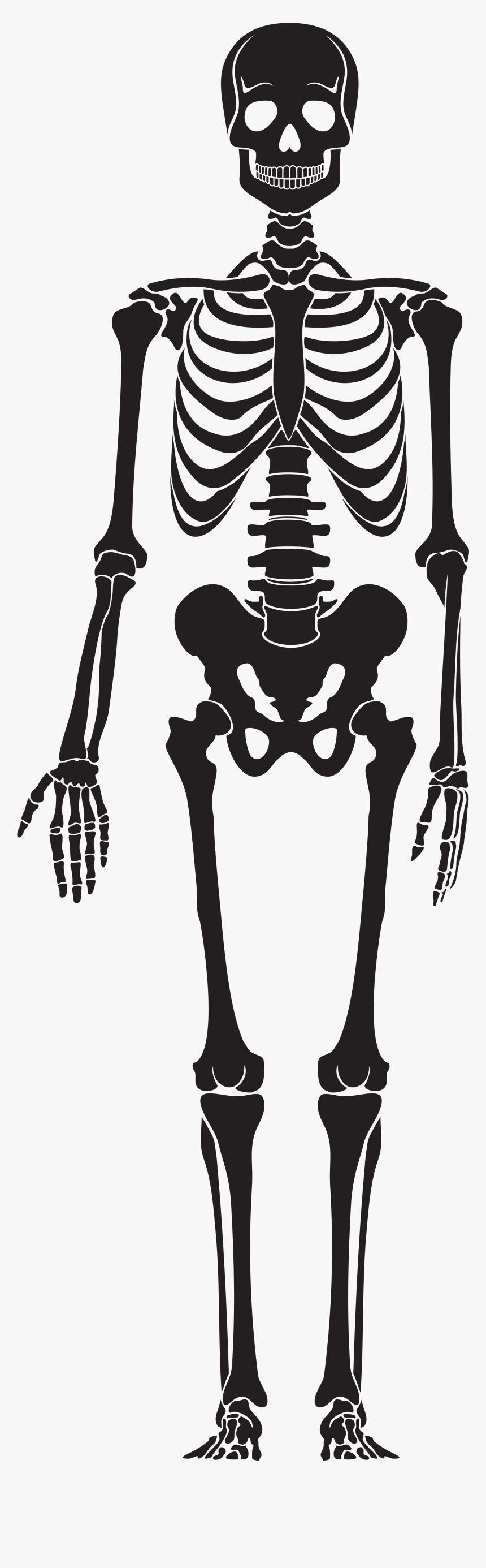 Skeleton Png Clip Art - Black Skeleton Png, Transparent Png ...