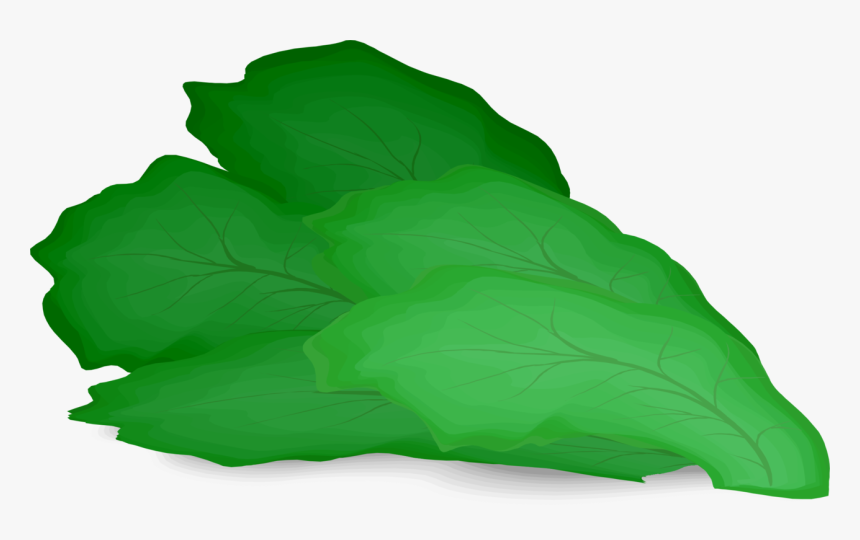 Romaine Lettuce Leaf Clip Art