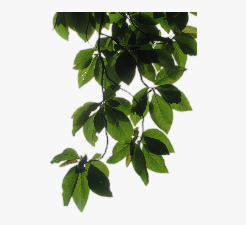 Greens Leaf Vines 20 - Transparent Background Vine Transparent, HD Png ...