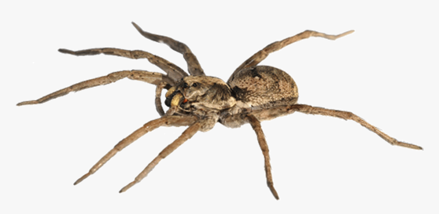 Spider-man Goliath Birdeater The Wolf Spider Stock - Male Wolf Spider ...