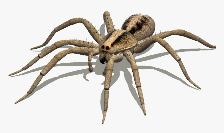 Australian Spiders Goliath Birdeater Wolf Spider Delena - Spider Legs ...