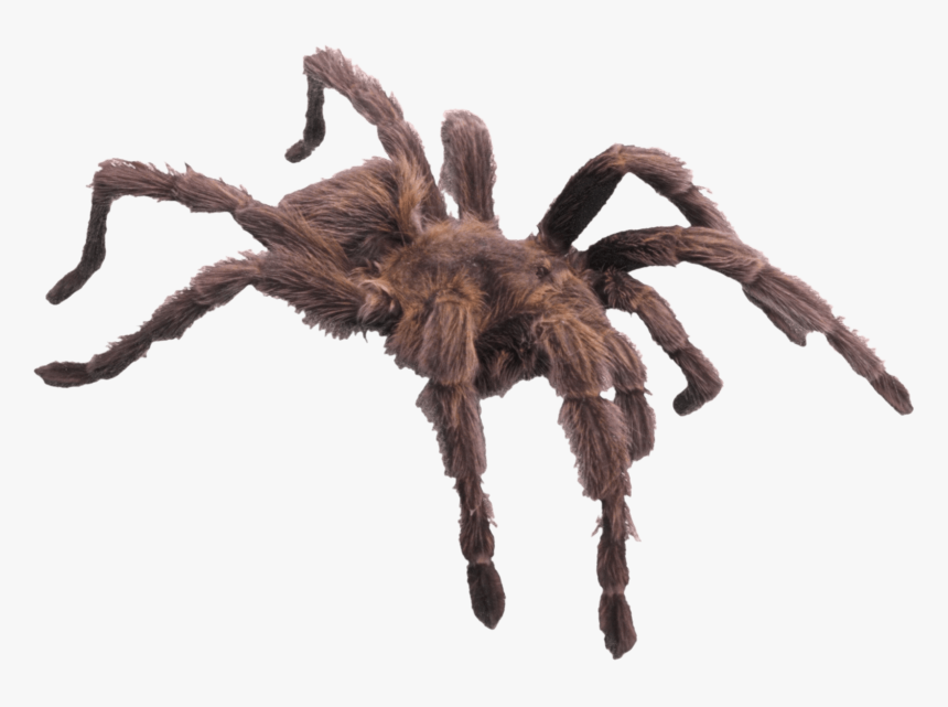 Hairy Brown Spider - Minibeast Has Six Legs, HD Png Download ...