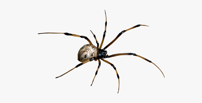 Spider Png Transparent Images - Spider Png, Png Download , Transparent ...