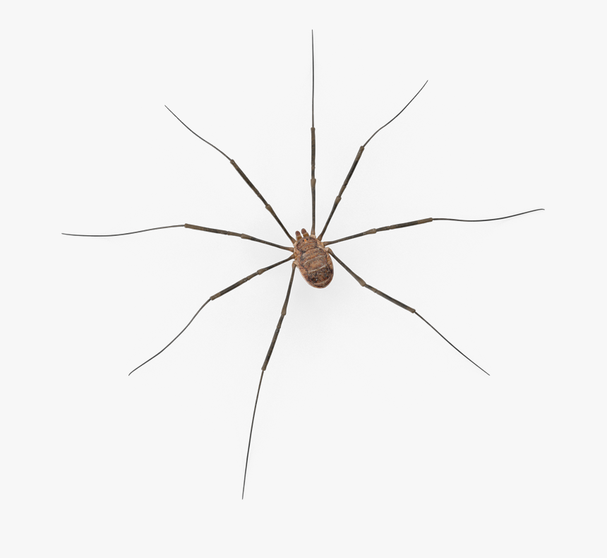 Spider, HD Png Download , Transparent Png Image - PNGitem