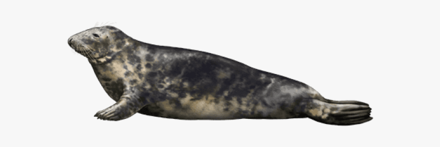 Harbor Seal Png - Harbor Seal, Transparent Png , Transparent Png Image ...