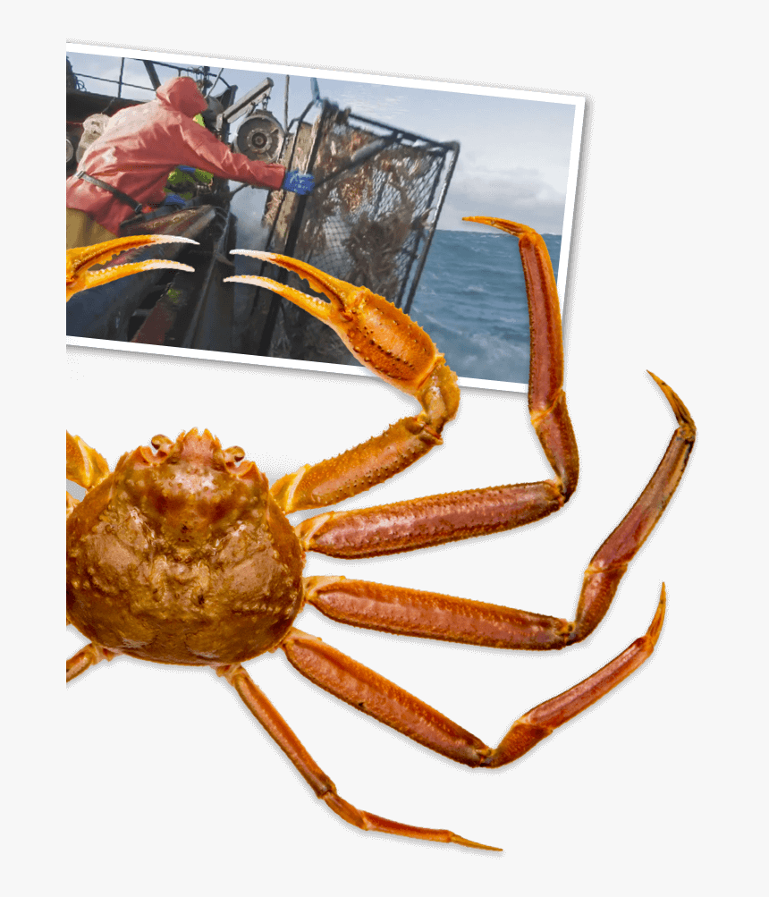 Dish, HD Png Download , Transparent Png Image - PNGitem