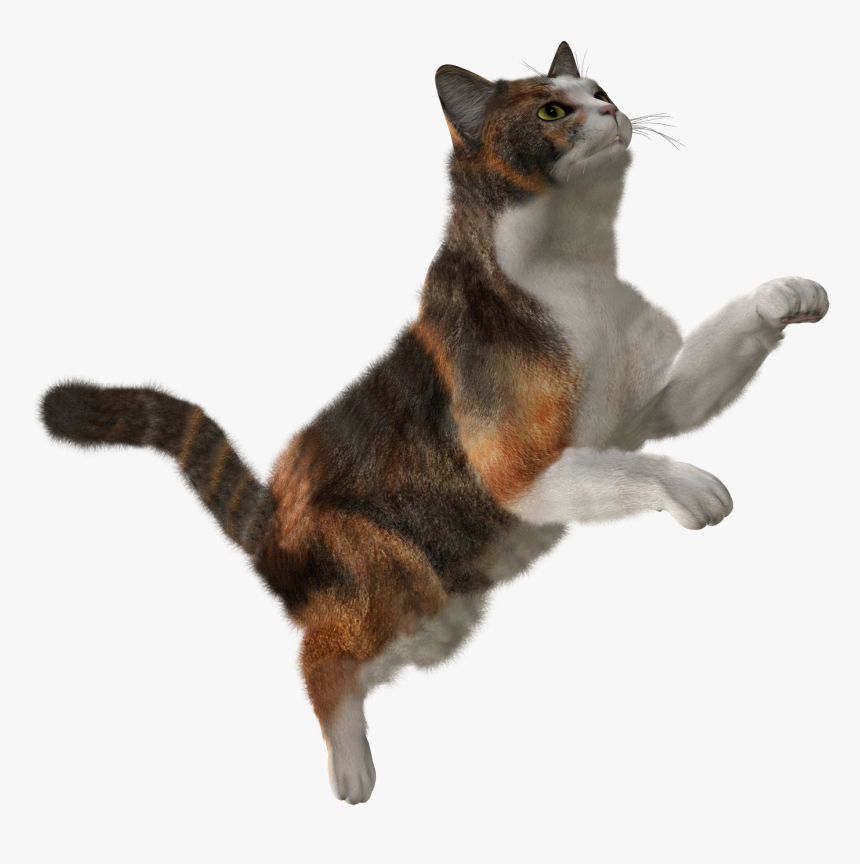 Forty Isolated Stock Photo - Falling Cat Png, Transparent Png ...