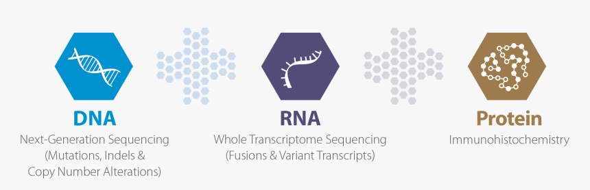 Caris Life Sciences, Inc., HD Png Download , Transparent Png Image ...