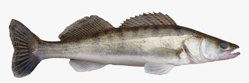 Pike Png, Transparent Png , Transparent Png Image - PNGitem