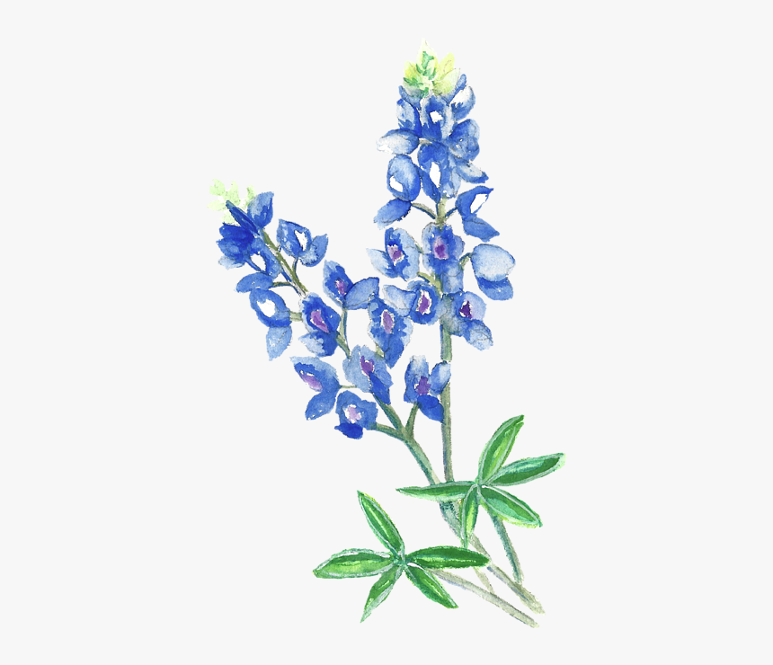 Watercolor Bluebonnets, HD Png Download , Transparent Png Image - PNGitem