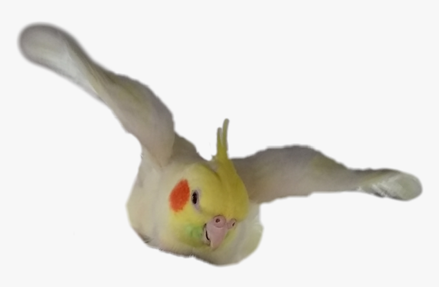 #cockatiel #bird #flying - Cockatiel Flying Transparent Background, HD ...