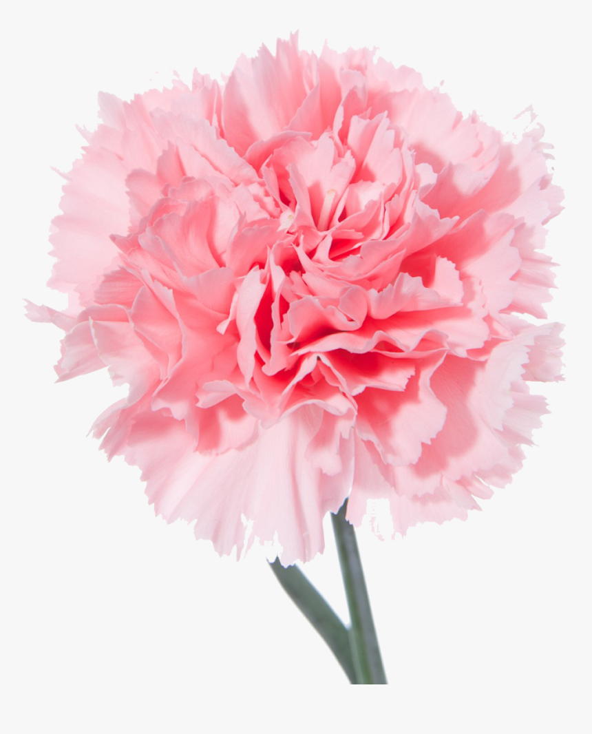 Light Flower Background Png Free Background, Transparent Png ...