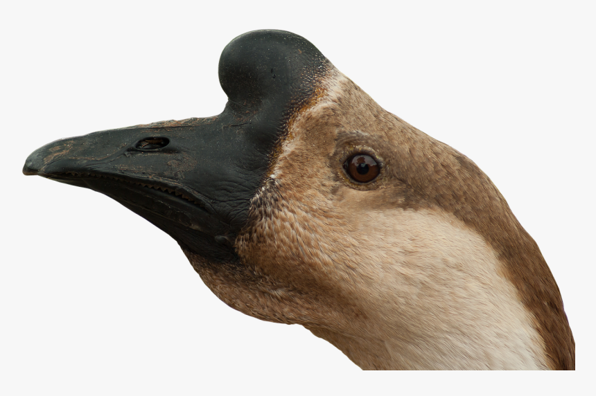 Goose Head