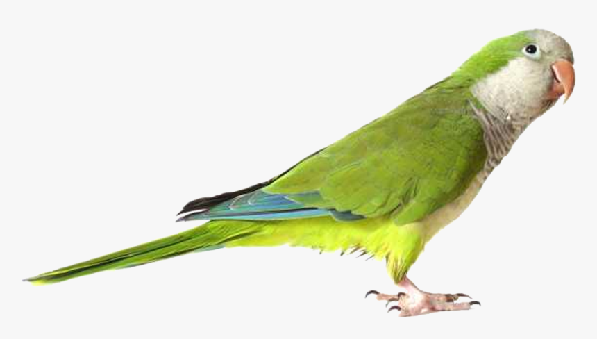 Download Icon Parrot Vectors Free - Quaker Parrot, HD Png Download ...