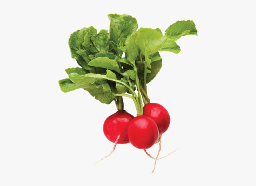 Radish Png, Transparent Png , Transparent Png Image - PNGitem