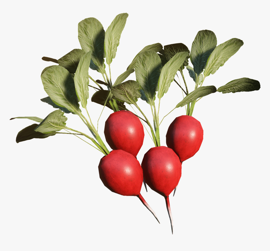 Miscreated Wiki - Radish, HD Png Download , Transparent Png Image - PNGitem