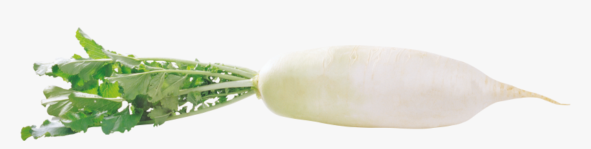 White Radish Free Png - Png Transparent Radish Png, Png Download ...
