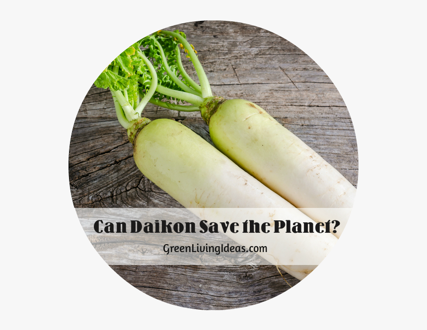 Daikon Veggie, HD Png Download , Transparent Png Image - PNGitem