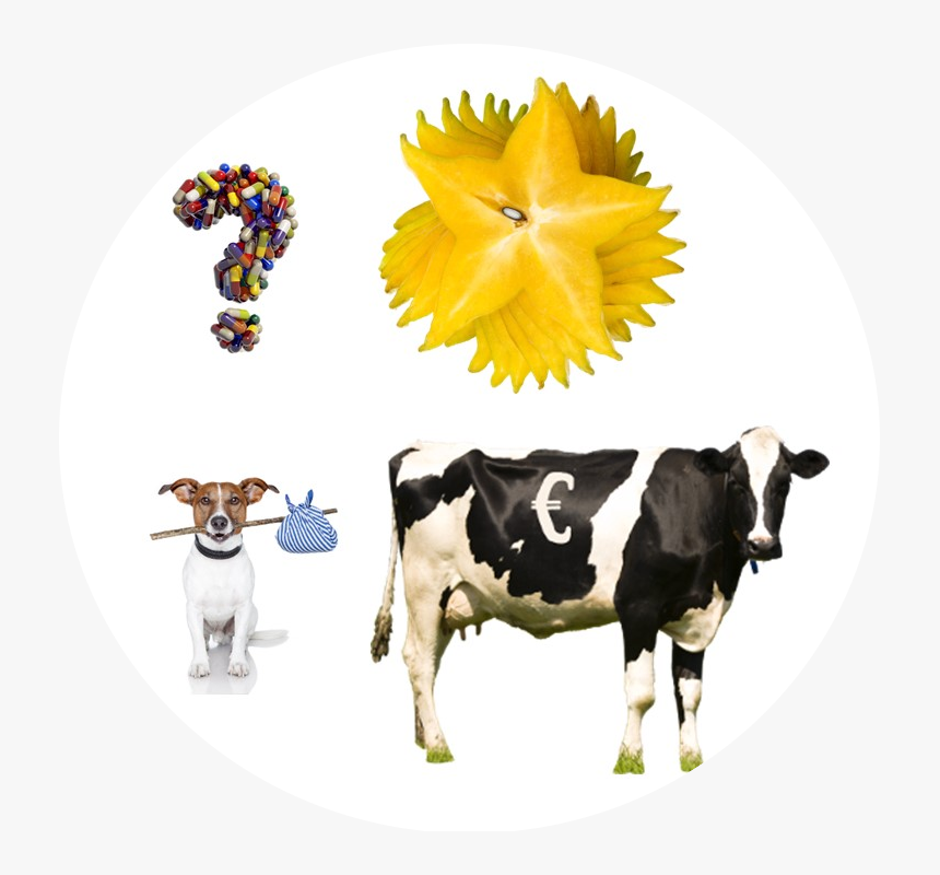 Cash Cow Png, Transparent Png , Transparent Png Image - PNGitem