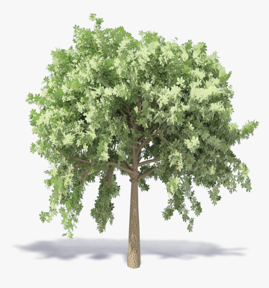 Chestnut Tree - Kastanienbaum Png, Transparent Png , Transparent Png ...