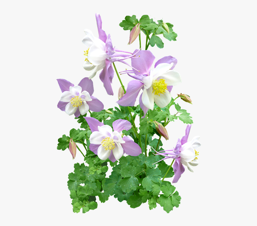 Pink Flower, Plant, Garden, Spring - Flowers And Butterflies Png ...