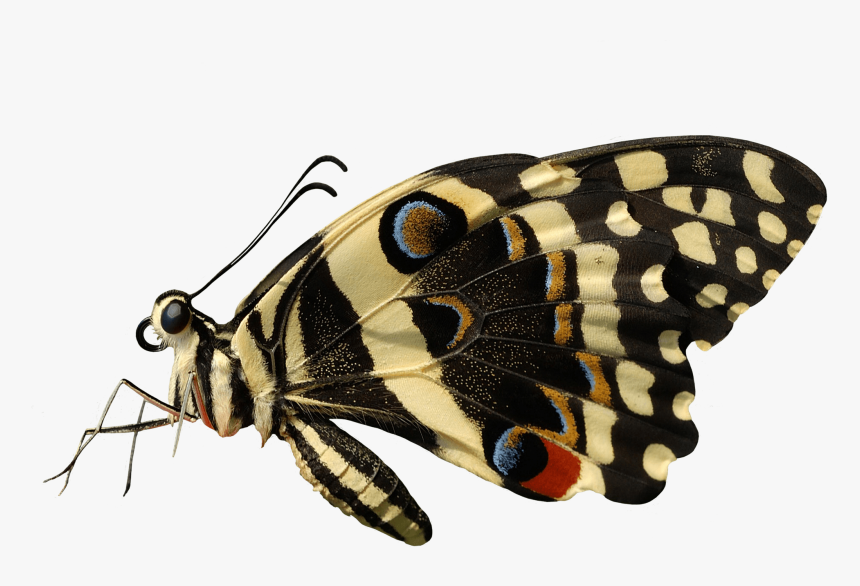 Butterfly Sideview - Butterfly Side View Png, Transparent Png ...
