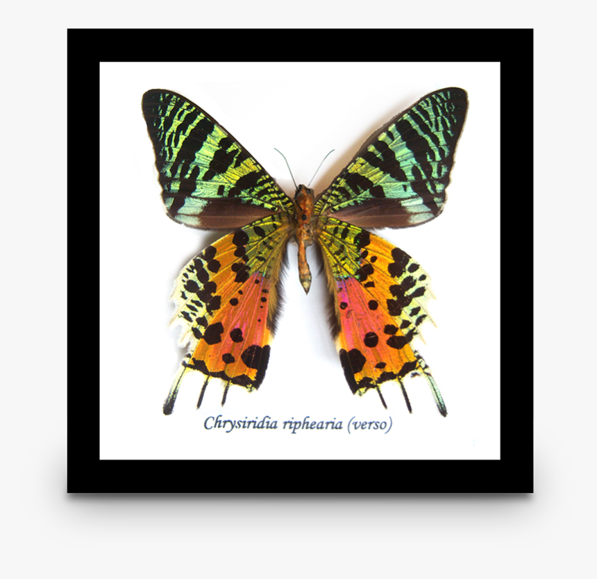 Chrysiridia Riphearia Sunset Moth - Chrysiridia Riphearia, HD Png ...