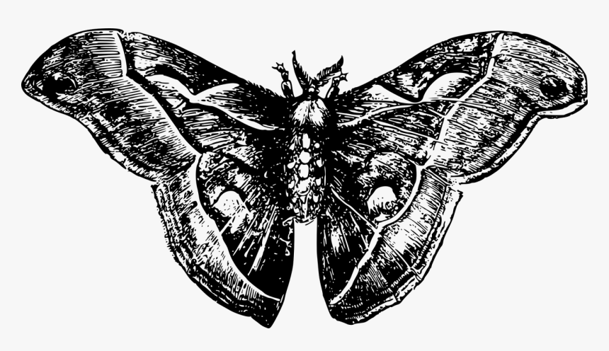 Moth - Moth Png Free, Transparent Png , Transparent Png Image - PNGitem