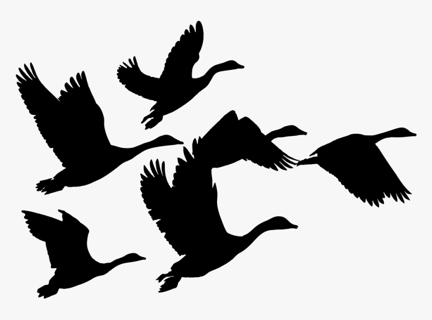Geese, Goose, Birds, Animals, Flying, Silhouette, Svg - Geese Clip Art ...