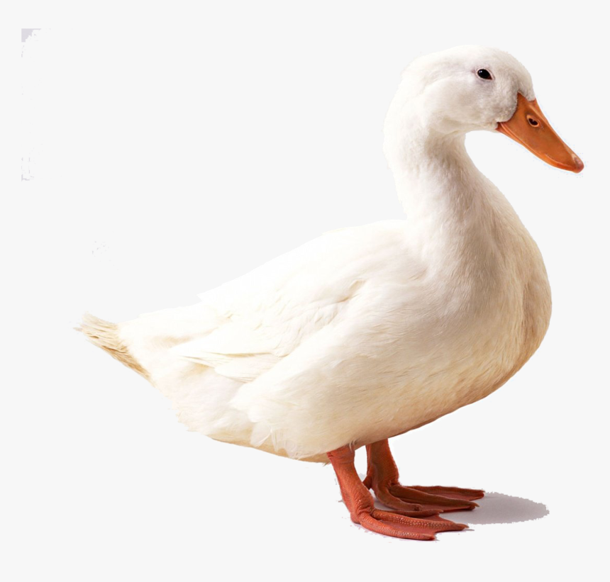 Geese Png - Duck With White Background, Transparent Png , Transparent ...