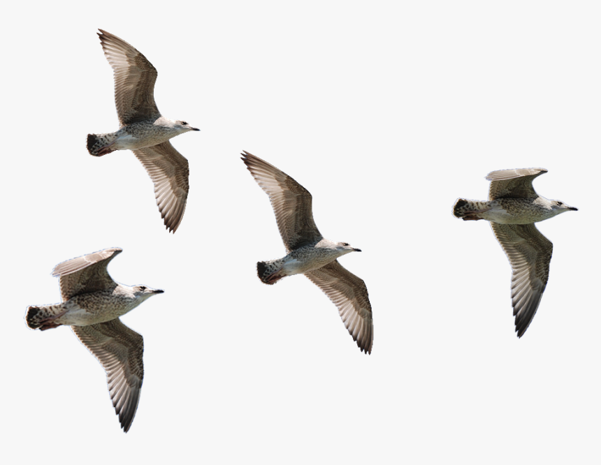 Seagulls Flying - Transparent Background Birds Flying Png, Png Download ...