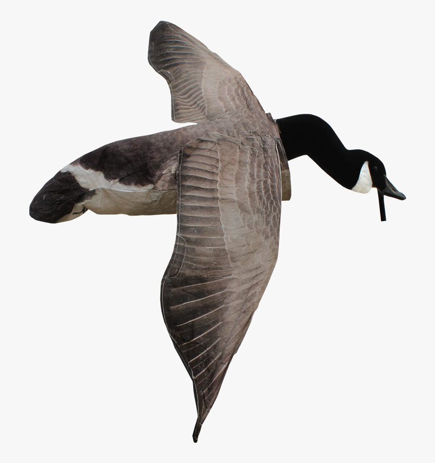 Flying Canada Goose Png, Transparent Png , Transparent Png Image - PNGitem