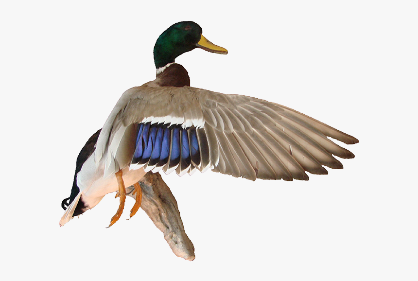 Download Mallard Background Png For Designing Projects - Mallard Duck ...