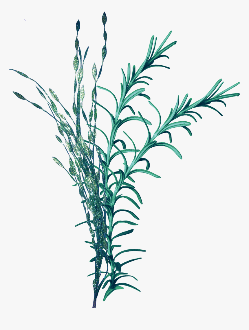 #mq #seagrass #sea #leaf #leafs #water #nature #aqua - Ocean Plant Png ...