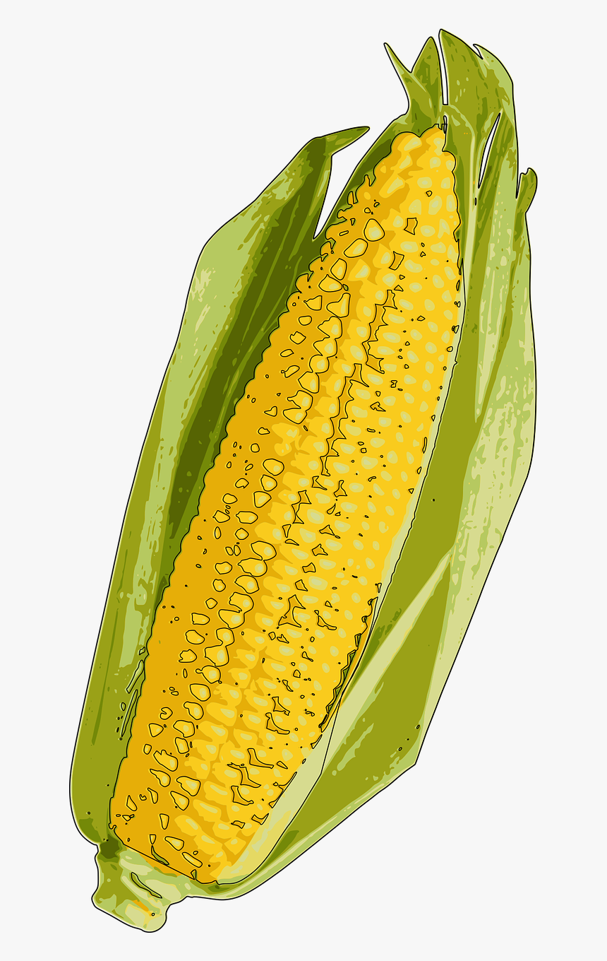 Yellow Corn, HD Png Download , Transparent Png Image - PNGitem