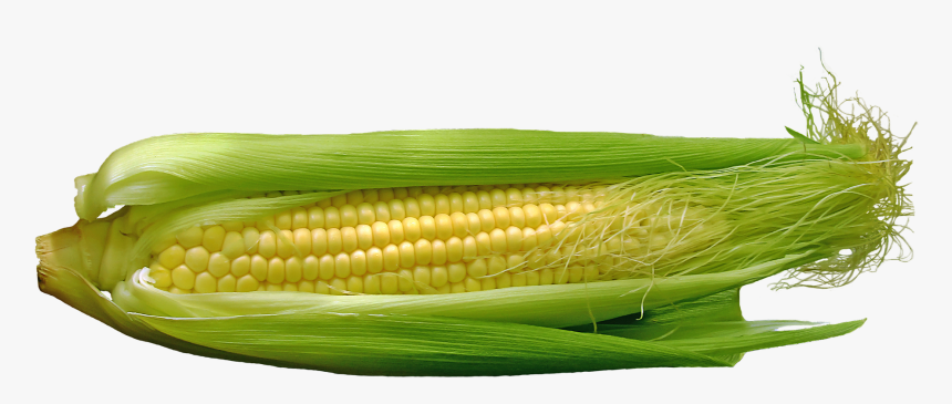 Mazorca Png, Transparent Png , Transparent Png Image - PNGitem